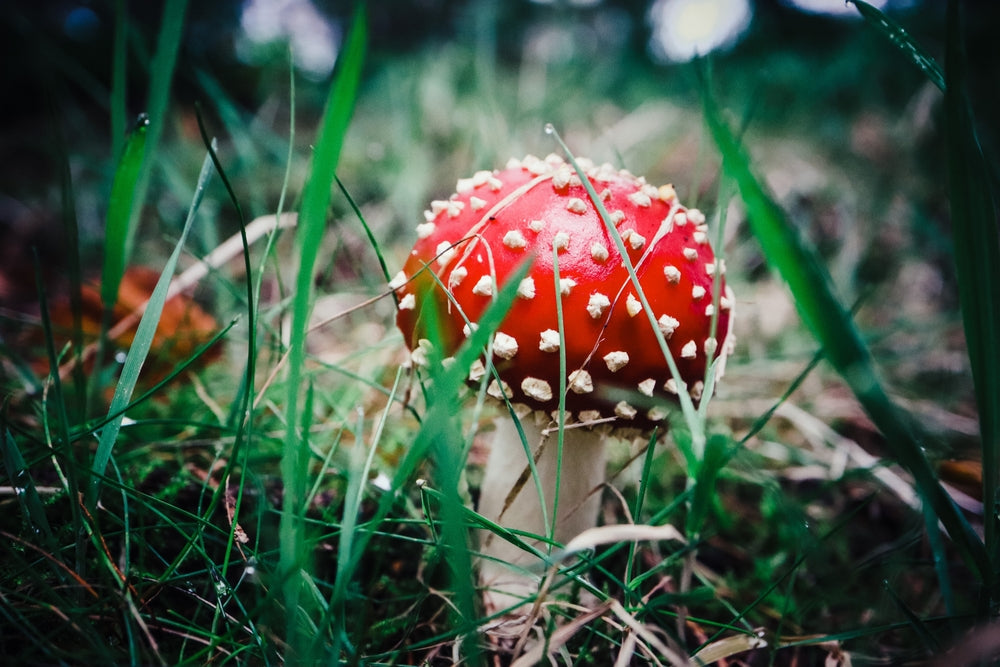 The Allure of Amanita Muscaria Mushrooms – Muscimol Isolate